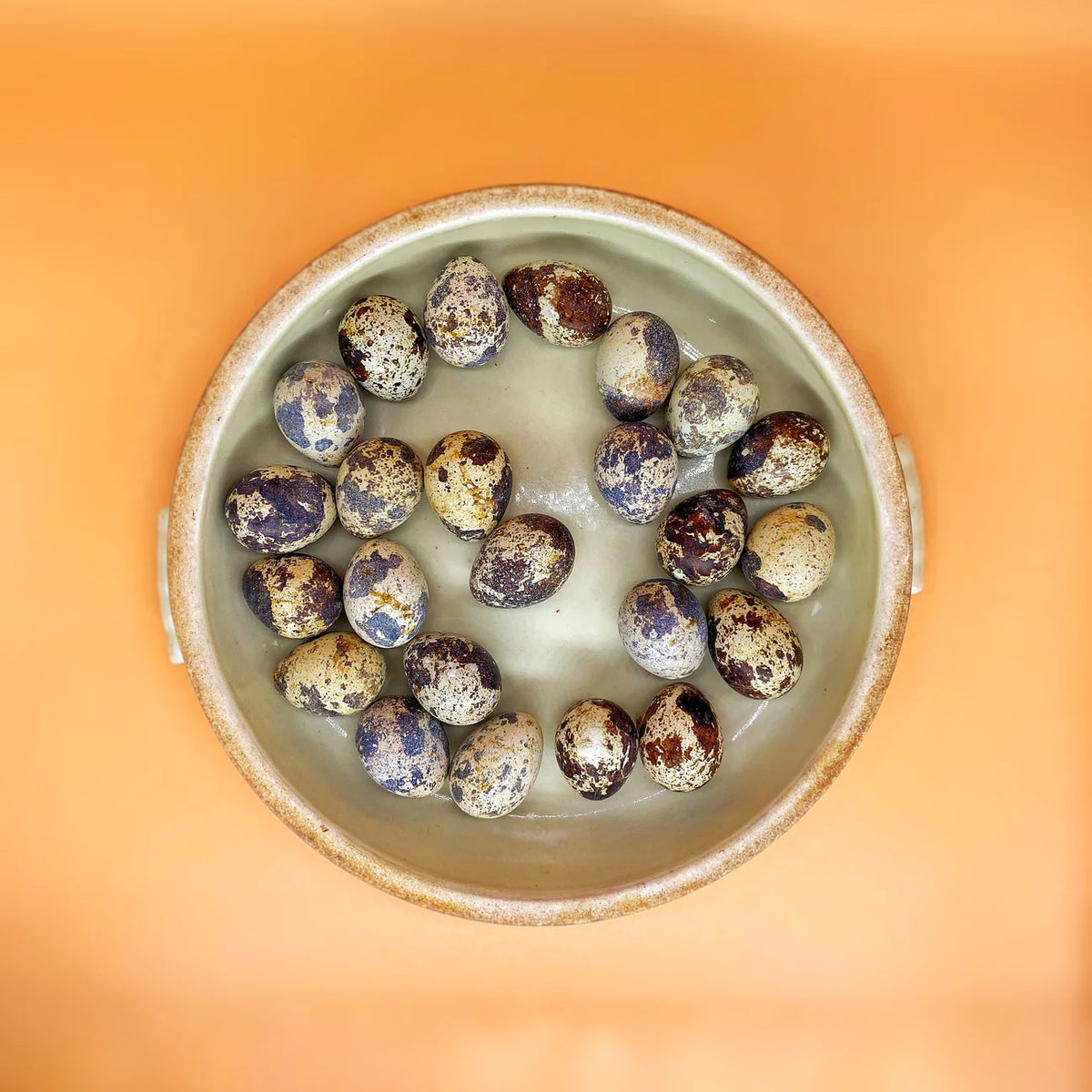 Quail Eggs 18 count – Pet Power Studio